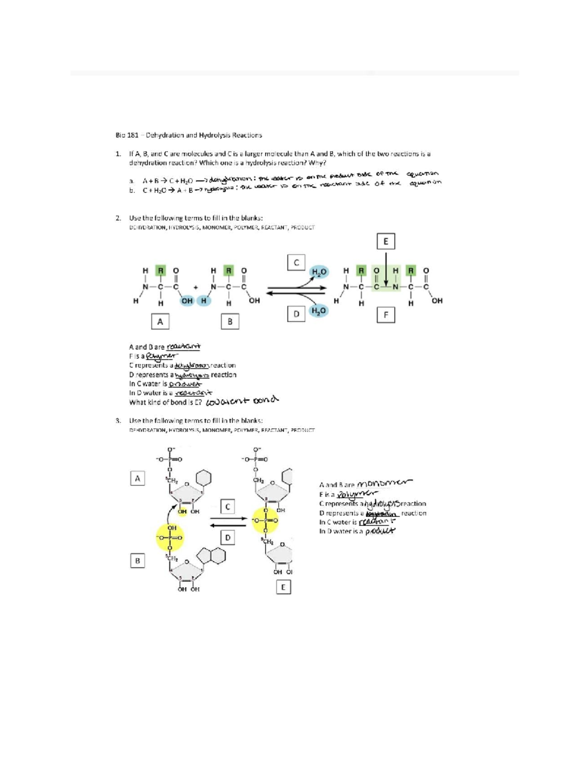 Dehydration and hydrolysis reactions - If A, B, and C are molecules and ...
