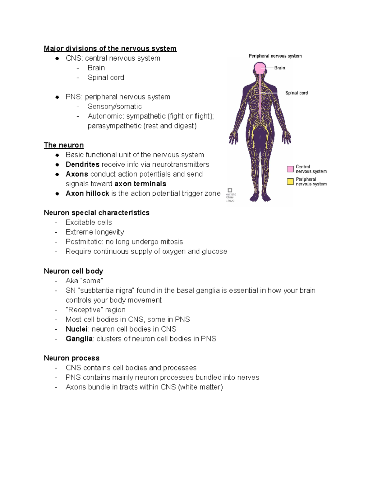 5 - Fundamentals of the Nervous System and Nervous Tissue - Major ...