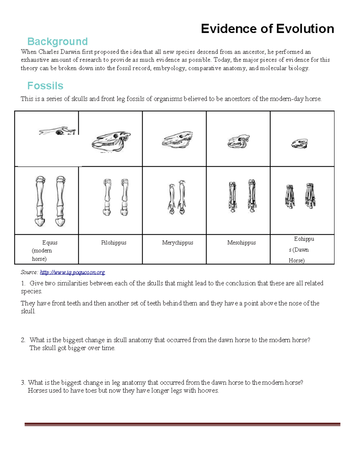 Eidence+of+Evolution+questions+copy - Background Evidence of Evolution ...