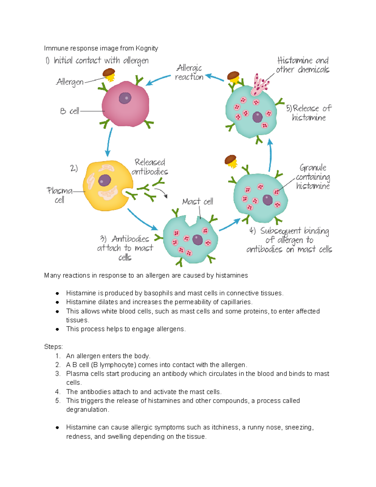 Allergies and Antibodies - Immune response image from Kognity Many ...