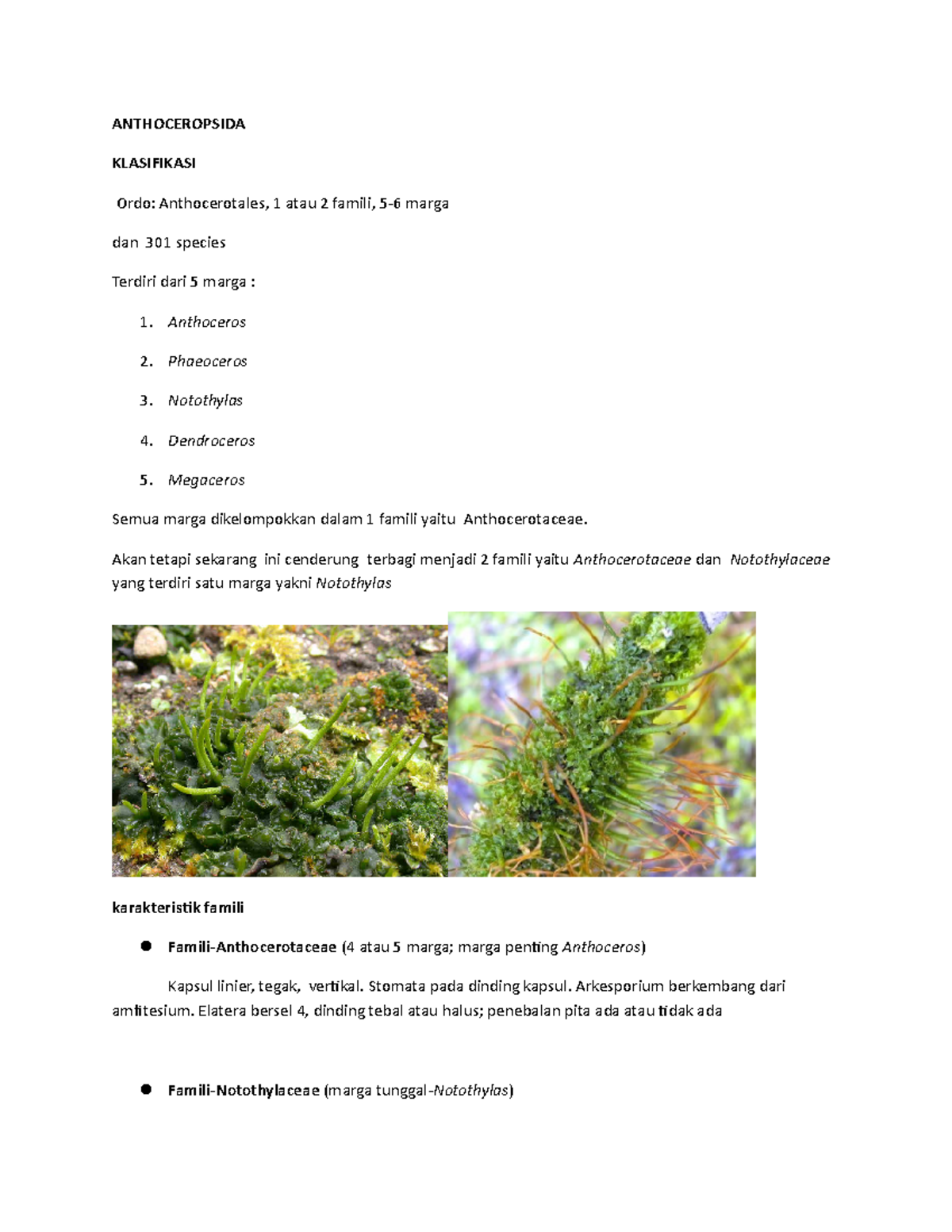 Anthoceropsida - ANTHOCEROPSIDA KLASIFIKASI Ordo: Anthocerotales, 1 ...