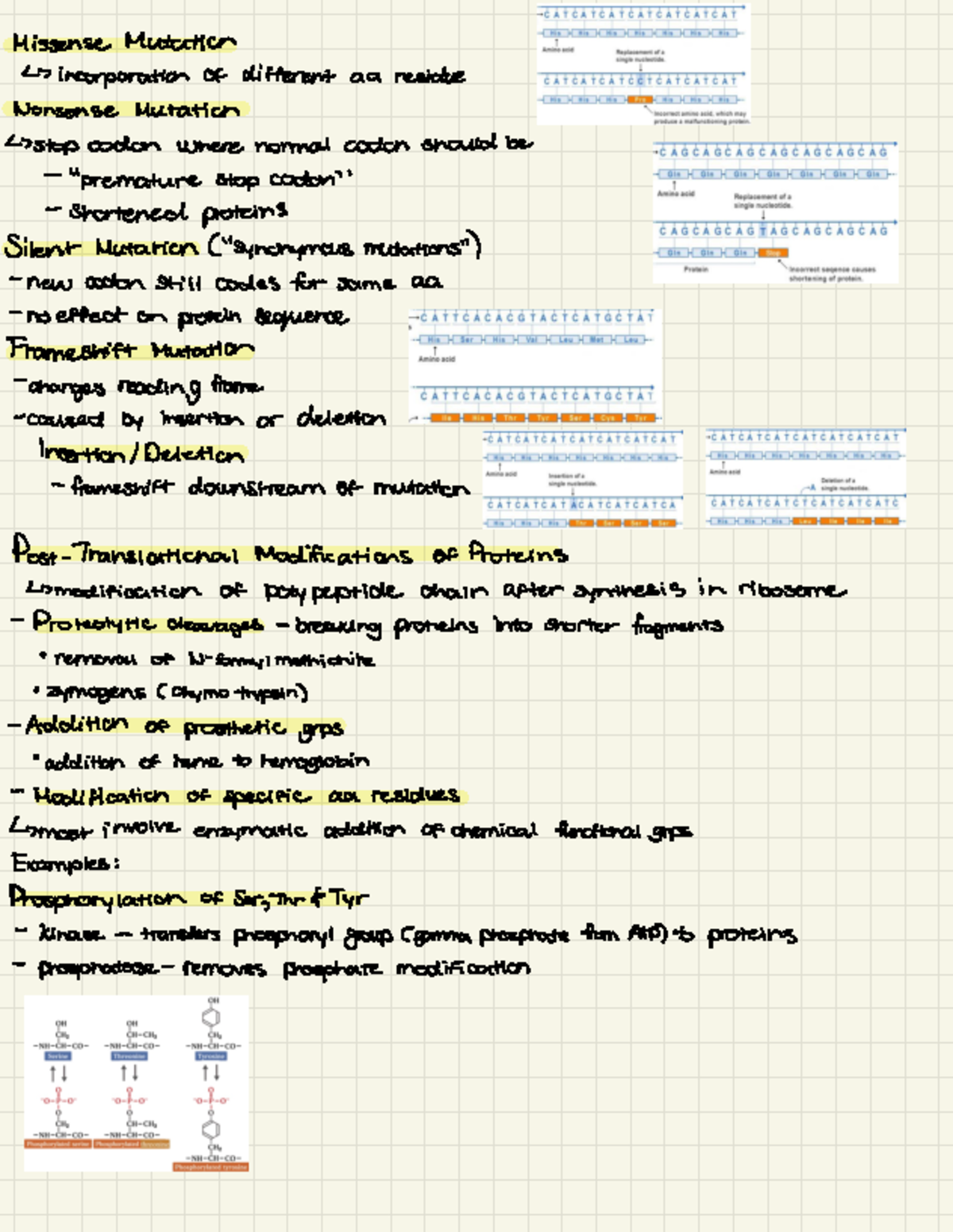 Missense Mutation - lecture notes - Missense Mutation incorporation of ...