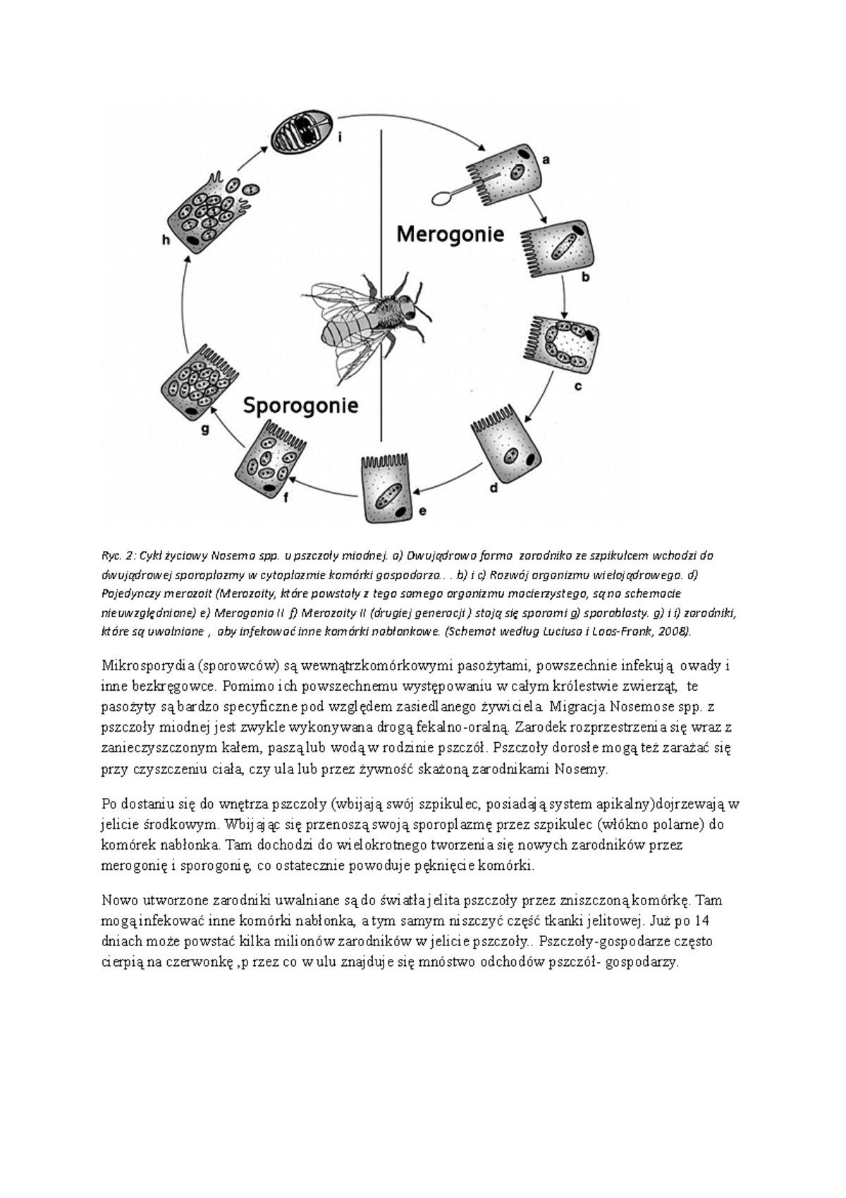 Nosemoza-u-pszczol - gghjjkkk - Ryc. 2: Cykl życiowy Nosema spp. u ...