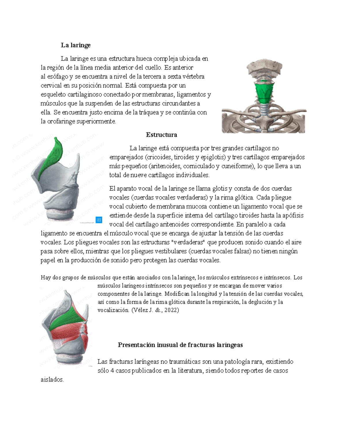 Laringe y Traquea - La laringe La laringe es una estructura hueca ...