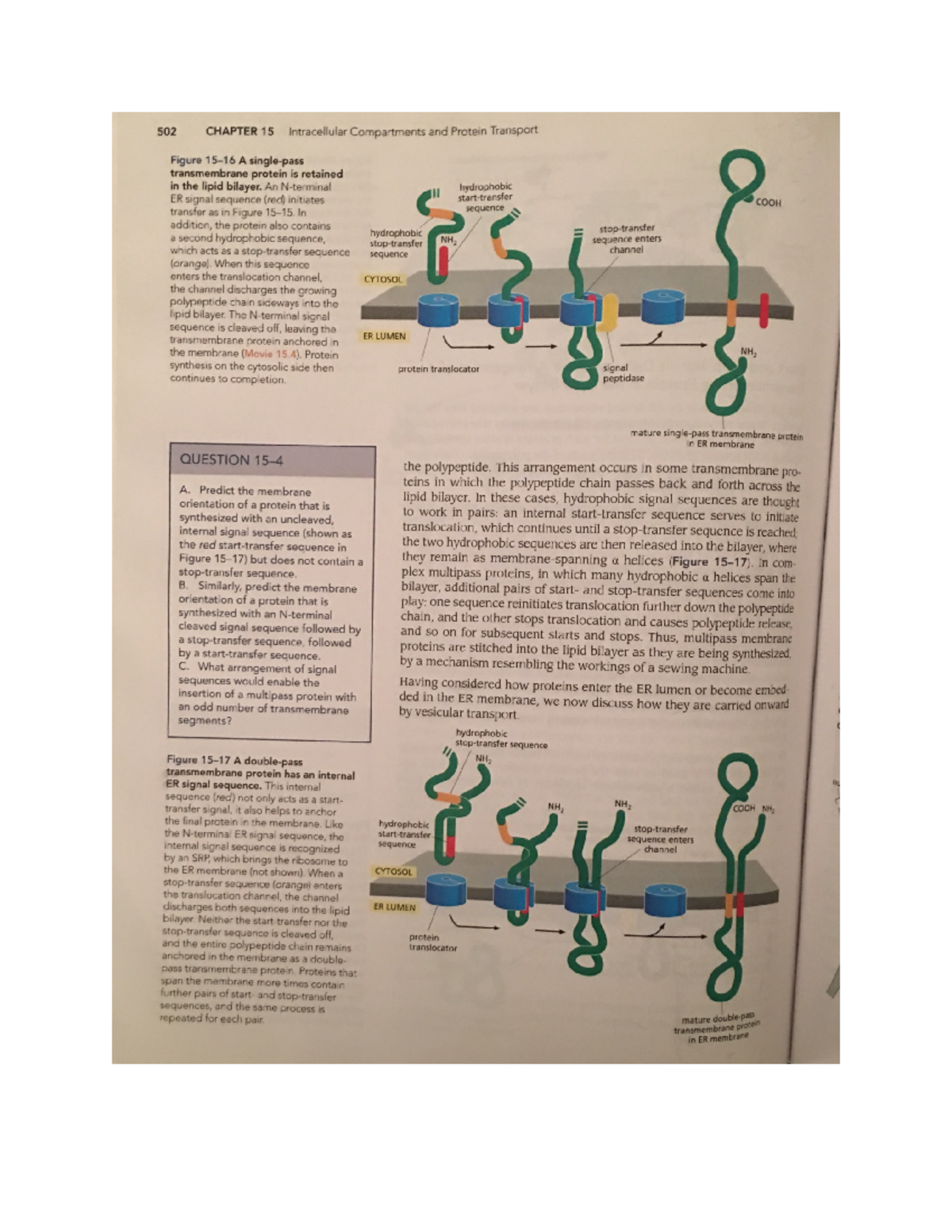 Cell Biology Textbook Pages - 502 CHAPTER 15 Intracellular Compartments ...