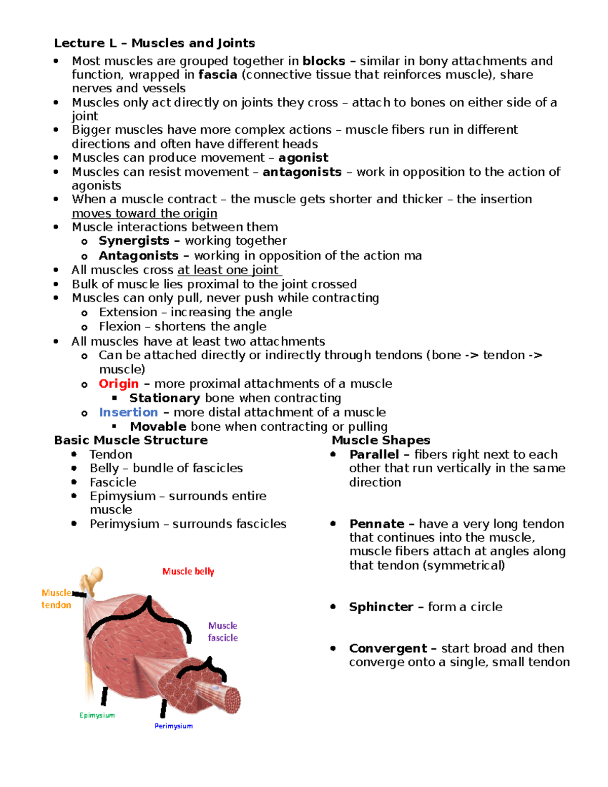 Muscles and Joints - Lecture L – Muscles and Joints Most muscles are ...