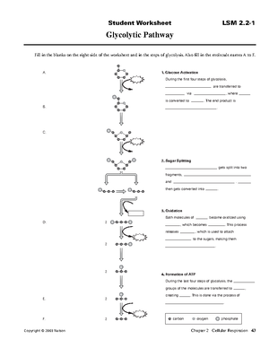 Copy of Copy of Gr 12 Bio Cellular Respiration - ATP Work: Requires ...