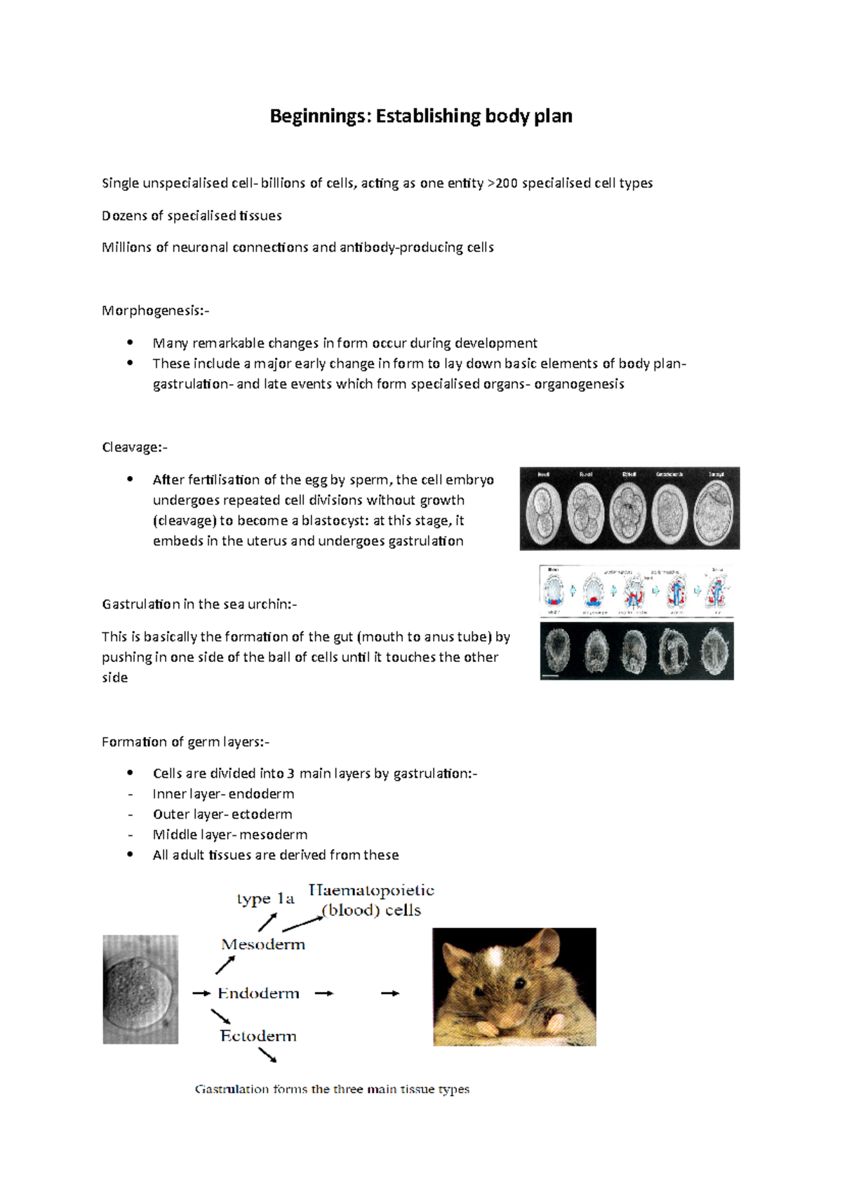 lecture 6 notes - Beginnings: Establishing body plan Single ...