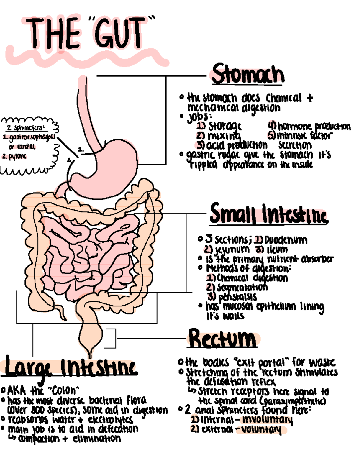 The Gut and Its Organs - This lecture was led by Jennifer Mansfield ...