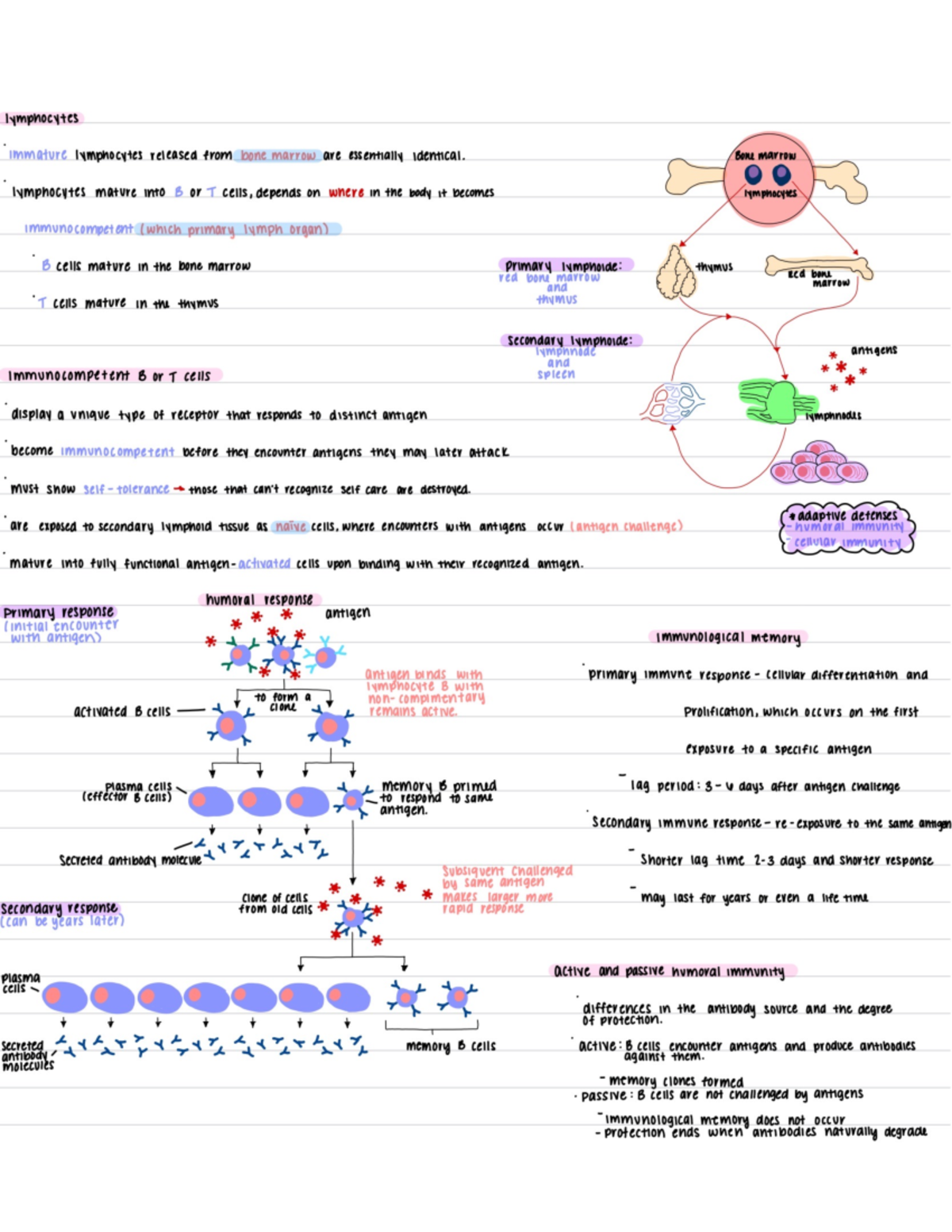 Immune system 3 - BIO 222 - Studocu