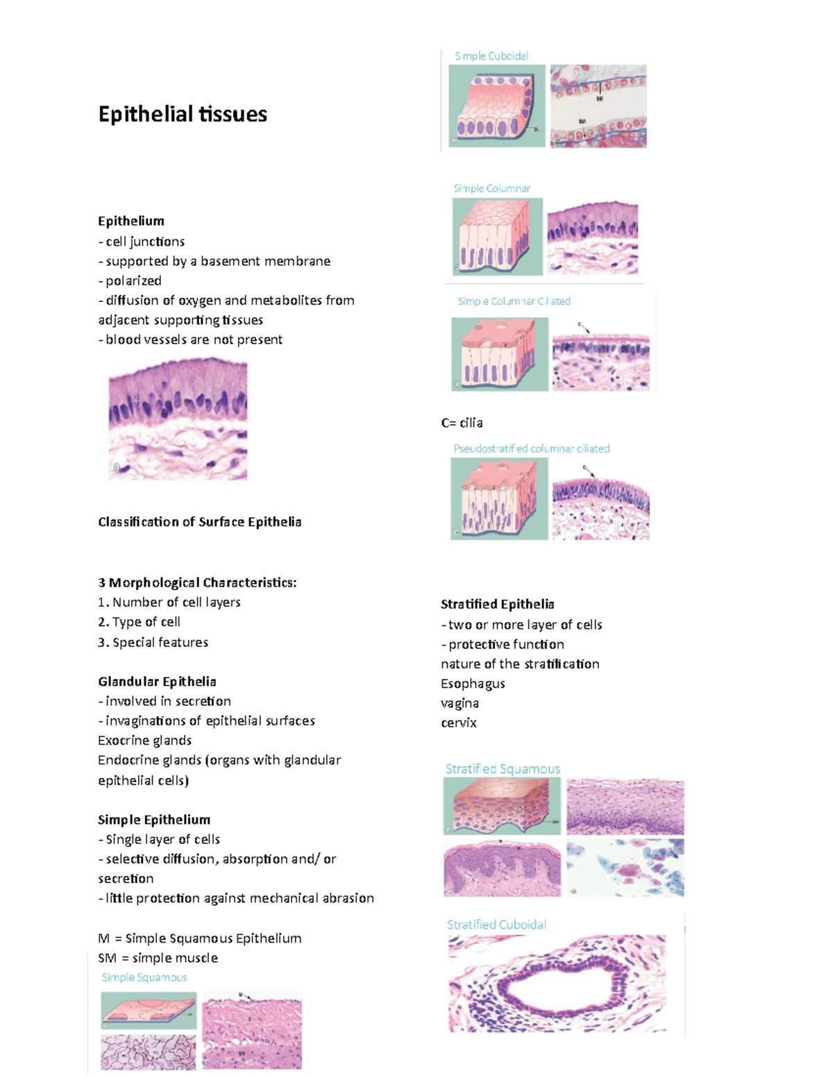 Epithelial tissues - Reviewer for histology semester 1 - Epithelial ...