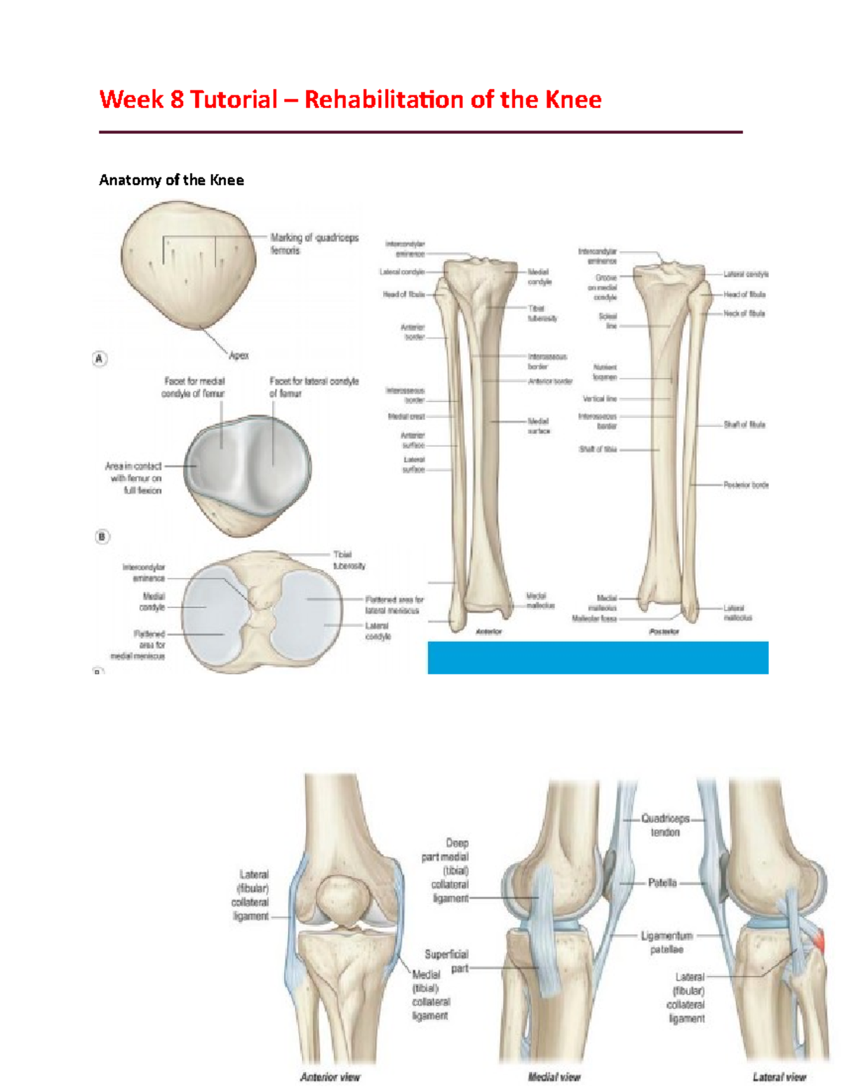 Week 8 Tutorial – Rehabilitation of the Knee - Week 8 Tutorial ...