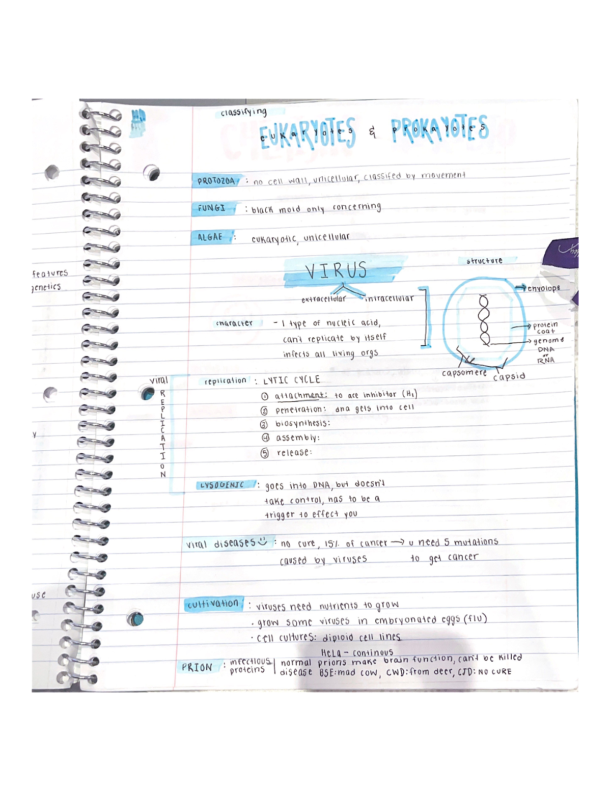 Microbio 5 - Teacher: Andrew Brader prokaryotes and eukaryotes - bio ...