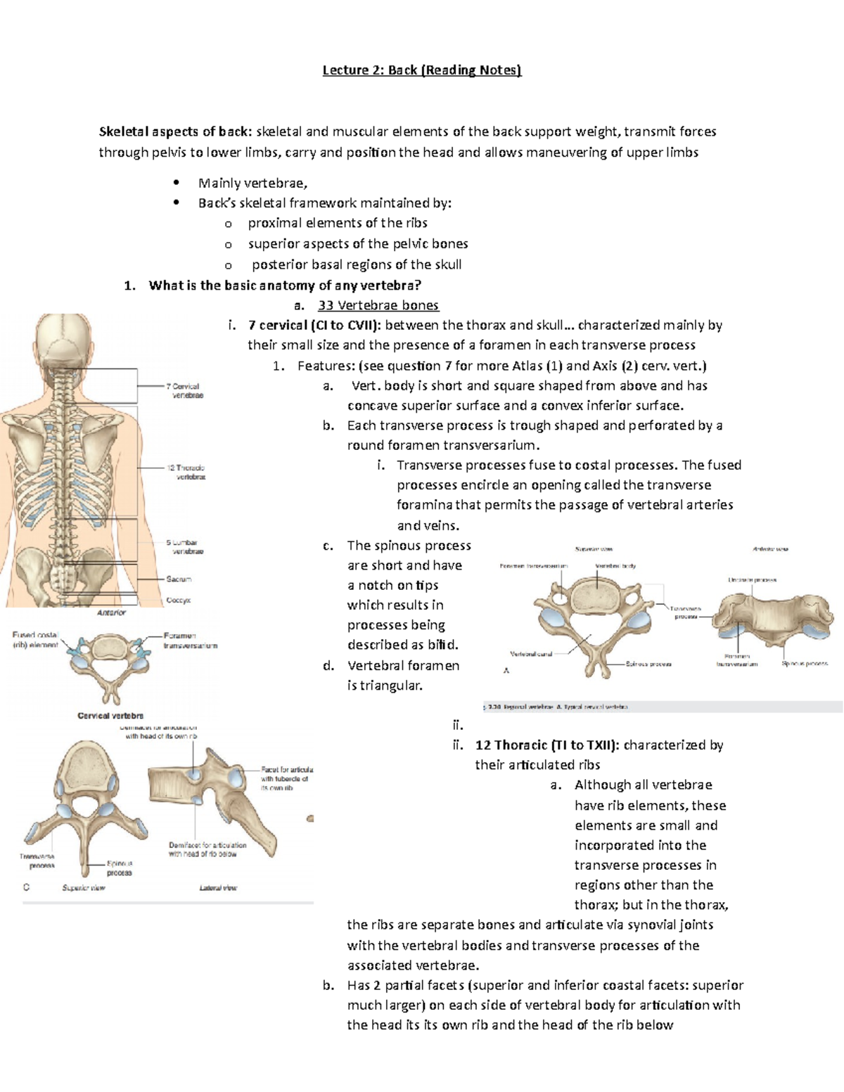 2 Reading Questions - Lecture 2: Back (Reading Notes) Skeletal aspects ...