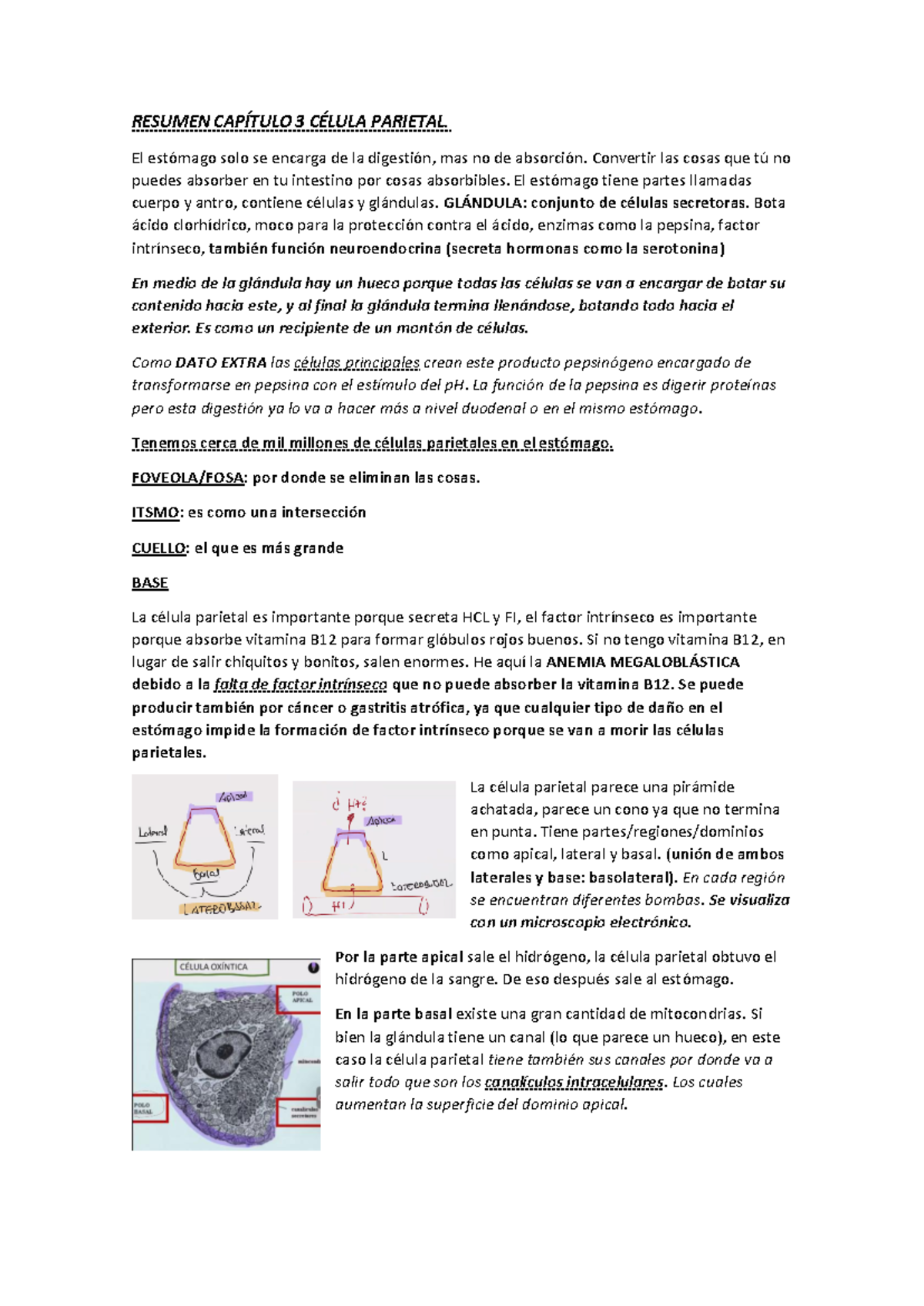 Resumen Capítulo 3 Célula Parietal - RESUMEN CAPÍTULO 3 CÉLULA PARIETAL ...