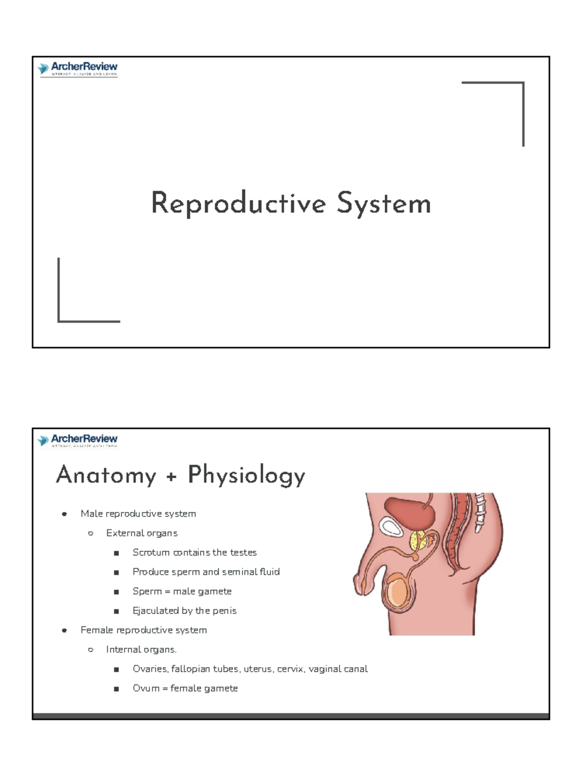 Reproductive-System - SYSTEM BY SYSTEM PHARMACOLOGY - Reproductive ...