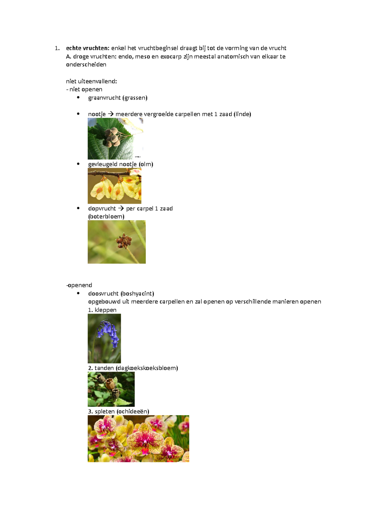 Practicum plantkunde - echte vruchten: enkel het vruchtbeginsel draagt ...