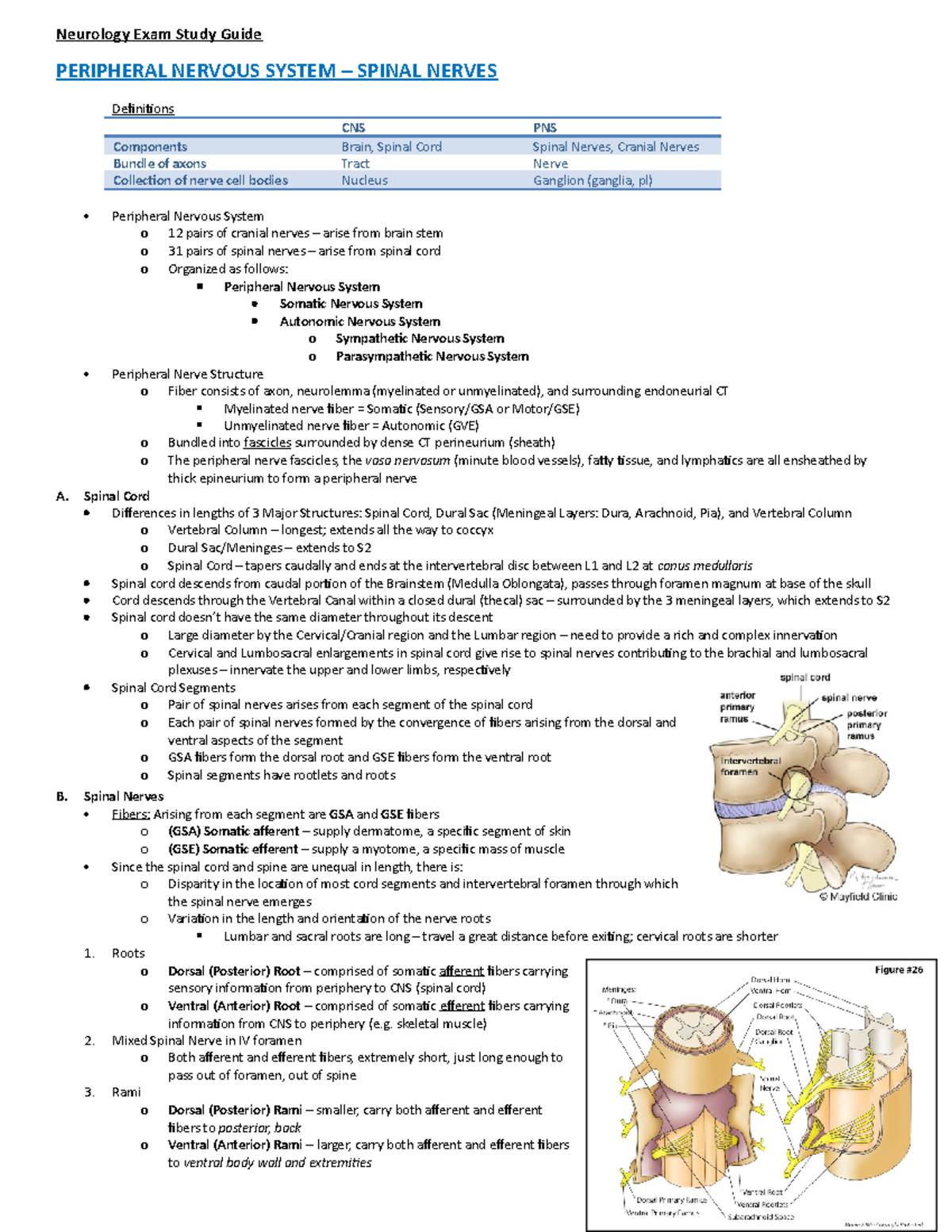 PNS Exam Full Study Guide anatomy - PERIPHERAL NERVOUS SYSTEM – SPINAL ...