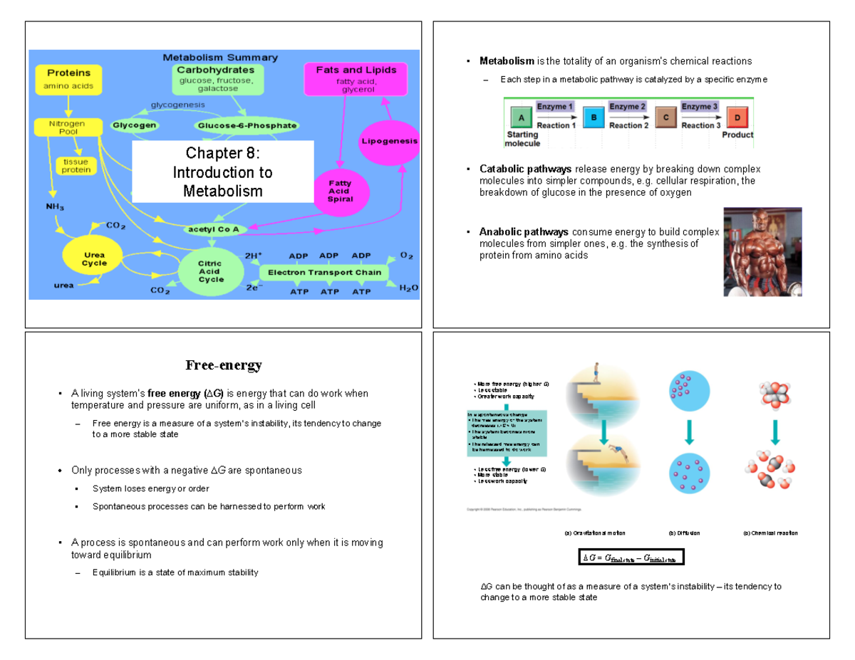 Intro.To Metabolism Notes - Chapter 8: Introduction to Metabolism ...