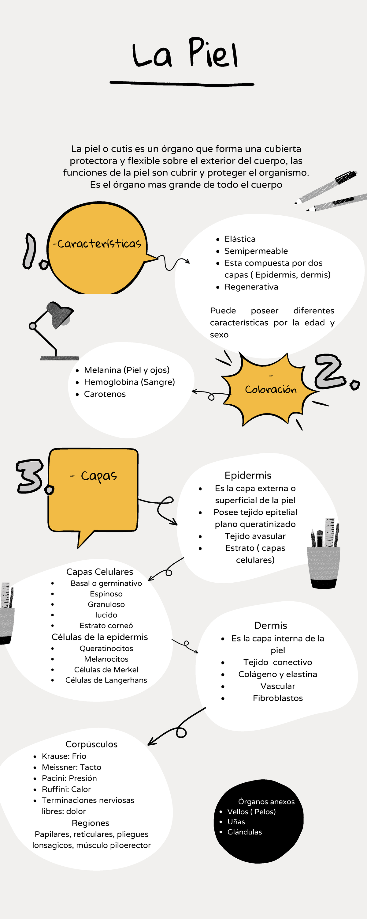 La Piel Infografia - licenciatura - La Piel Es la capa externa o superficial de la piel Posee ...