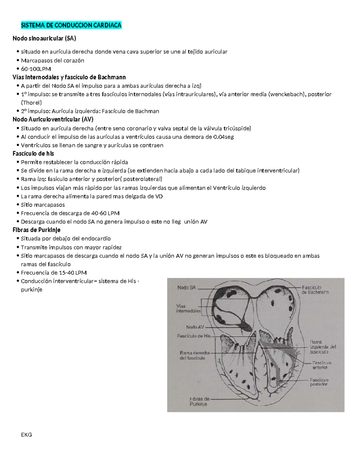 Cardio 1P - SISTEMA DE CONDUCCION CARDIACA Nodo sinoauricular (SA ...