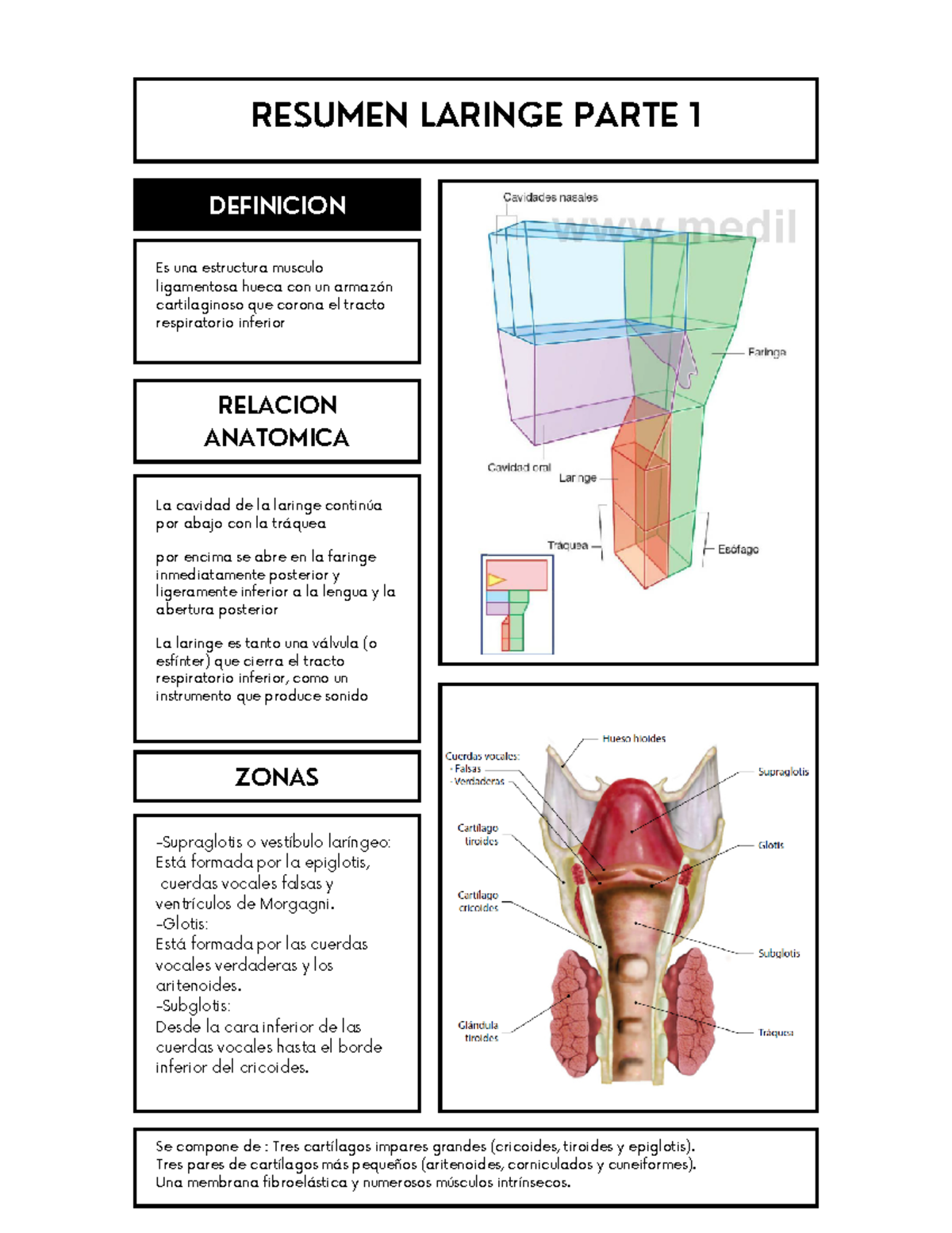 Resumen laringe parte 1 - DEFINICION RELACION ANATOMICA ZONAS RESUMEN ...
