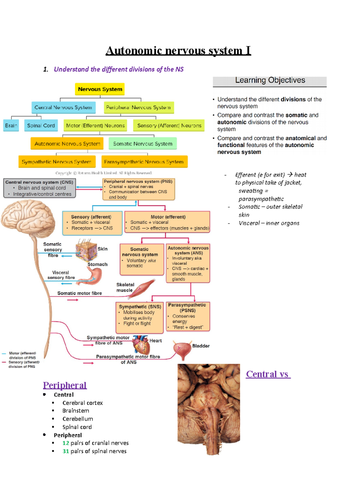 Autonomic Nervous System I & II - Autonomic nervous system I 1 ...