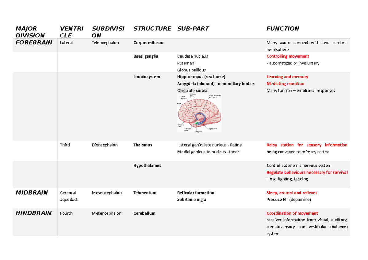 Brain Major division - MAJOR DIVISION FOREBRAIN VENTRI CLE SUBDIVISI ON ...