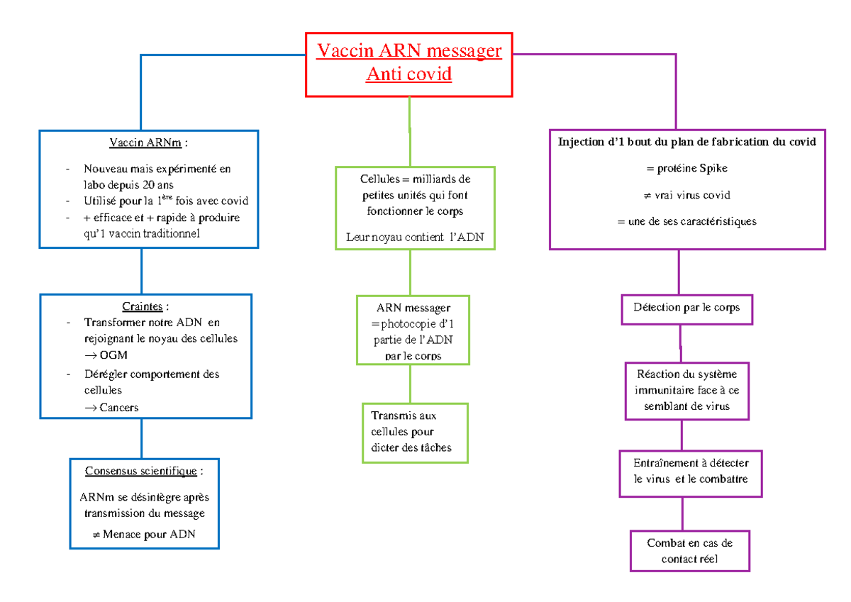 Carte mentale ARNm - Vaccin ARN messager Anti covid ARN messager ...