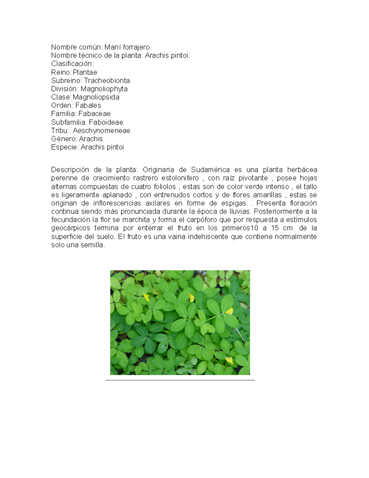 Herbario - Nombre común: Maní forrajero. Nombre técnico de la planta ...