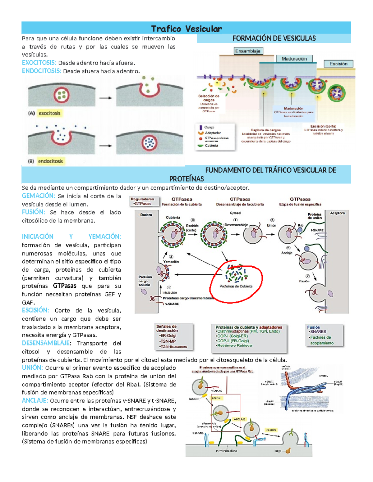 2.Trafico Vesicular II - Trafico Vesicular Para que una célula funcione ...