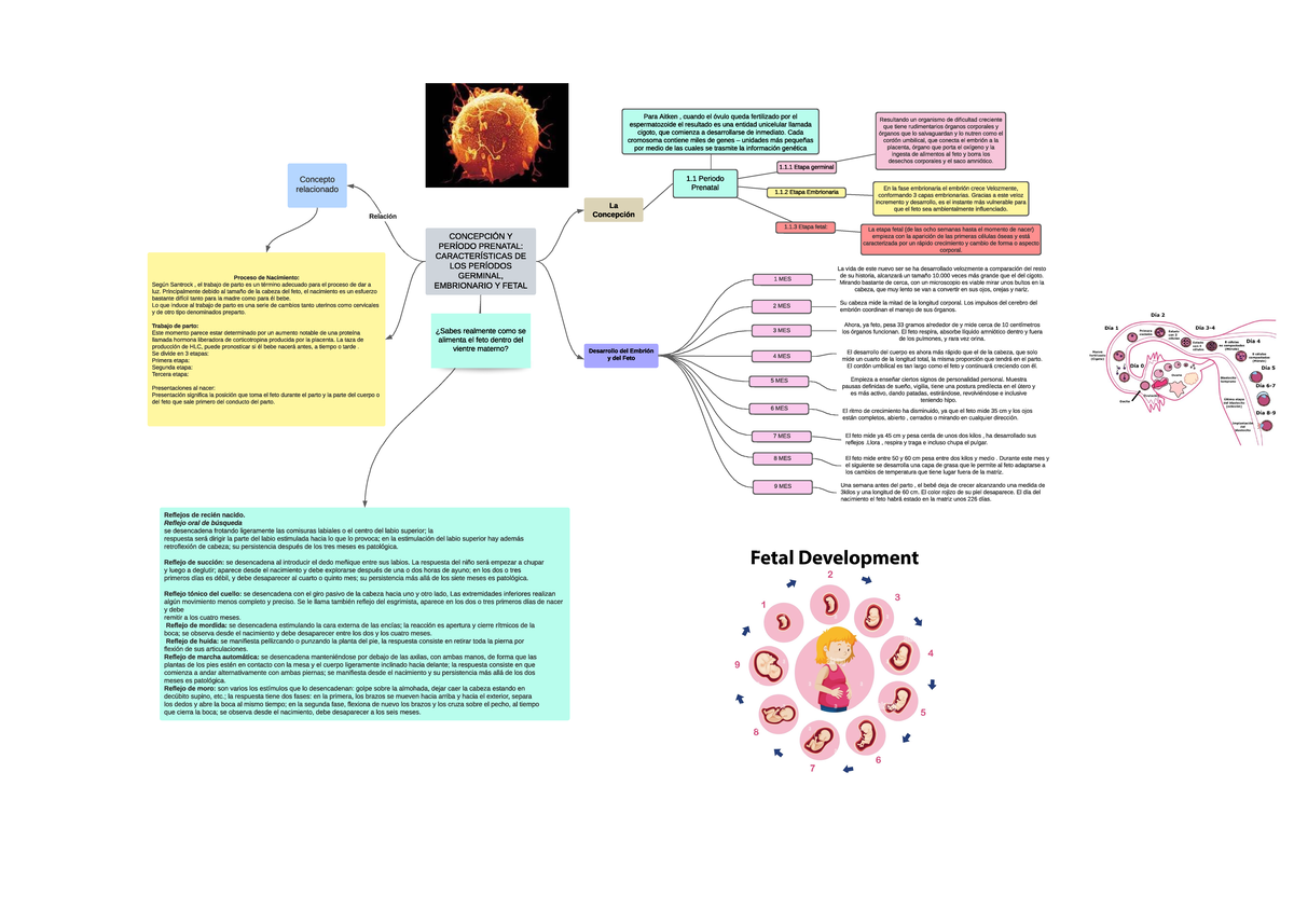 Mapa conceptual - PSICOLOGIA - CONCEPCIÓN Y PERÍODO PRENATAL ...