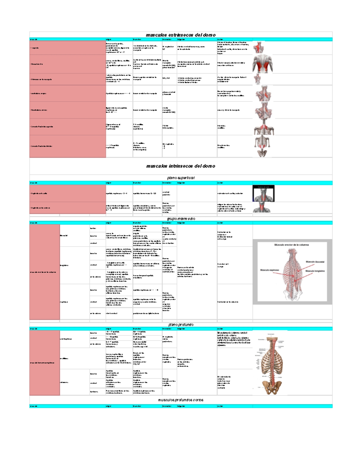 Musculos dorso 2021 - musculos extrinsecos del dorso musculo origen ...