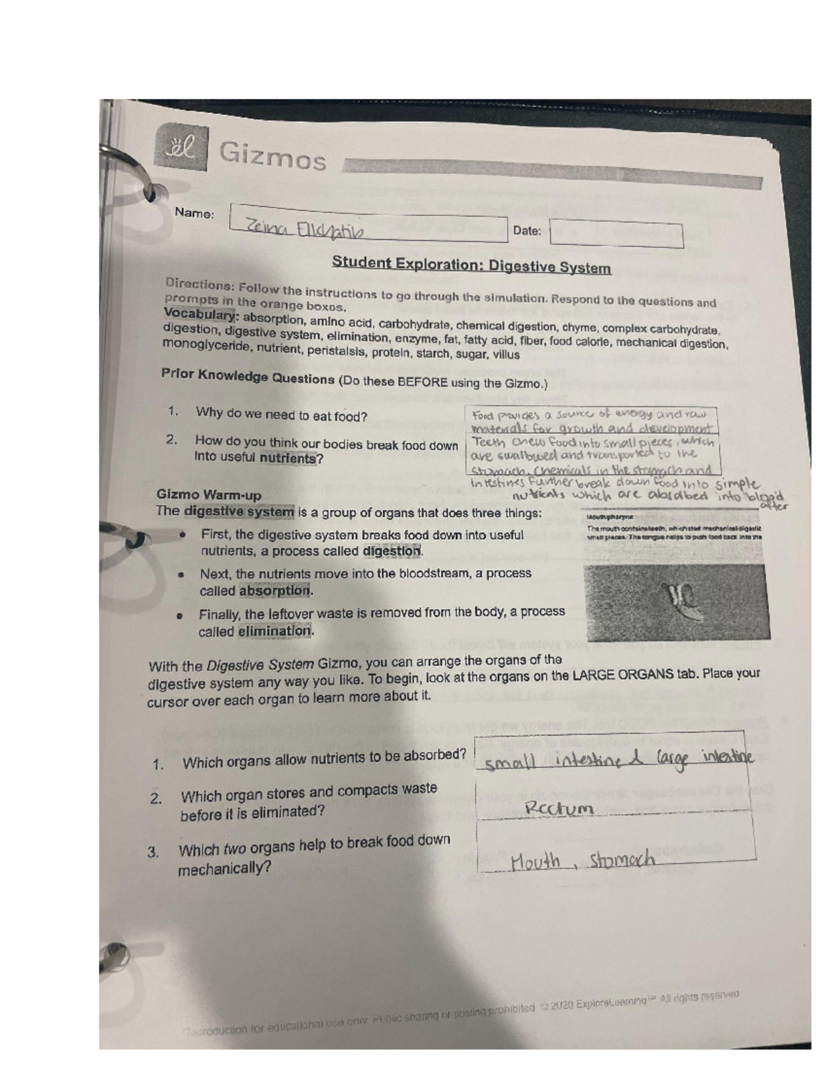 Day 6 Biology - Lesson 15 Gizmo Digestive Answers - Bio 130 - Studocu