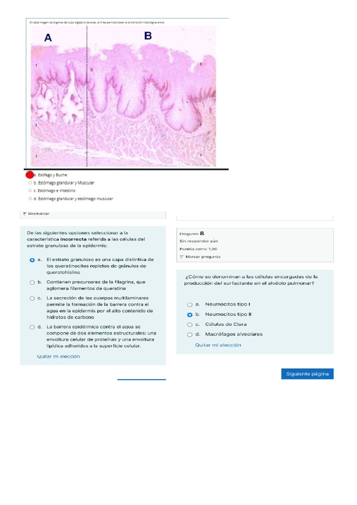 Parcial 3 de histo - Histología Y Embriología - UNNE - Studocu