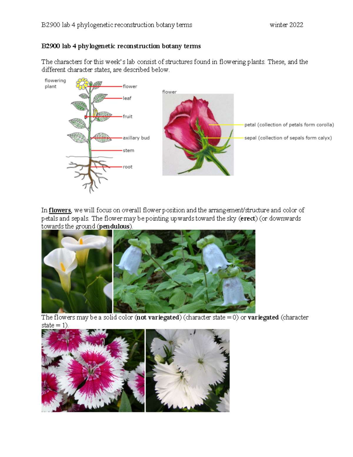 B2900 l6 4 phylogen reconstrucx botany terms w22 yrt pdf - B2900 lab 4 ...
