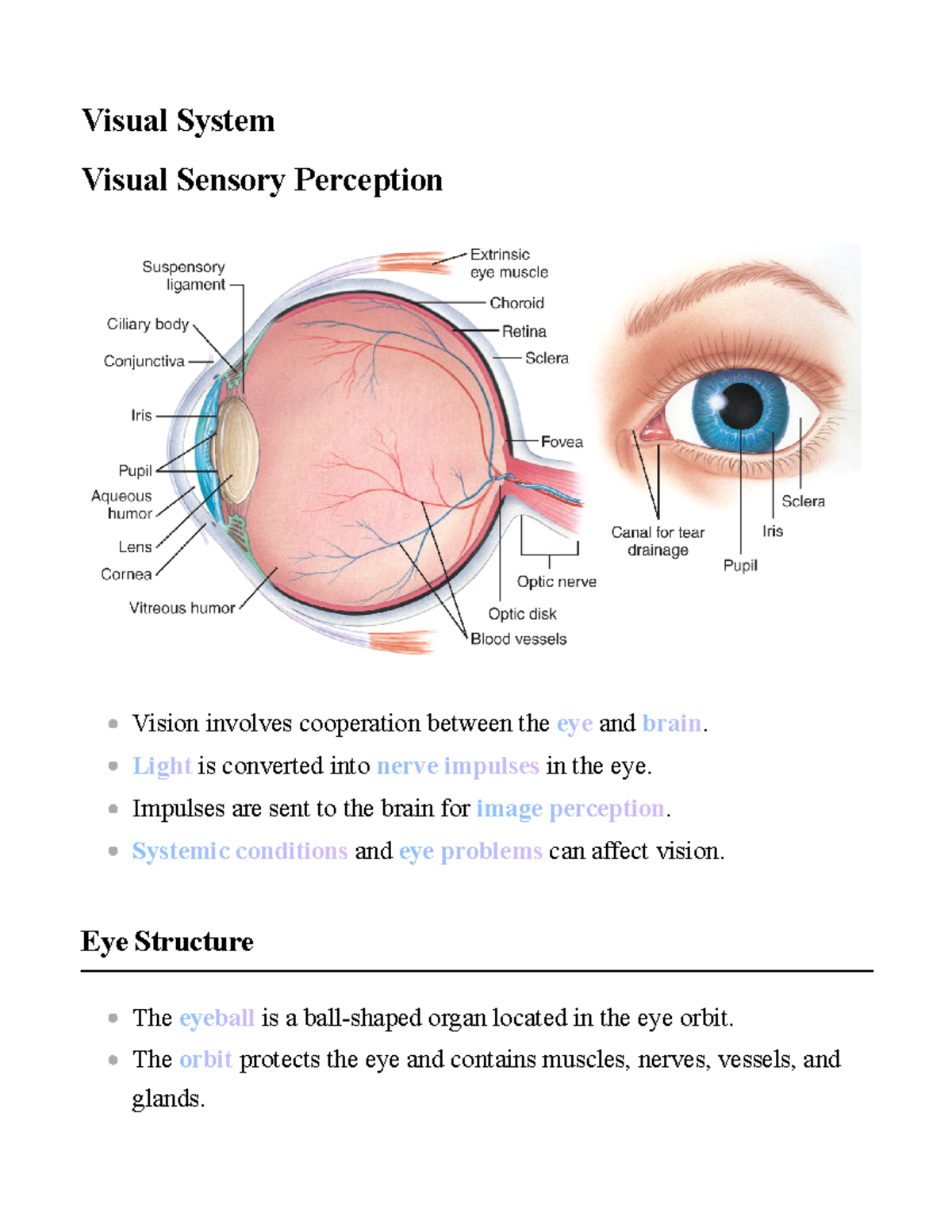 Visual System - Notes - Visual System Visual Sensory Perception Vision ...