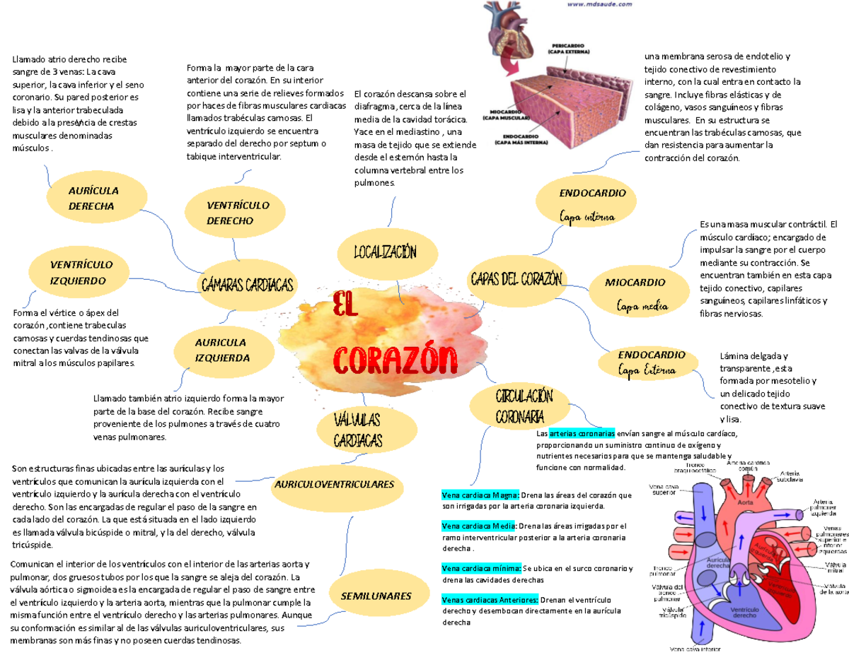 Esquema del corazon - Warning: TT: undefined function: 32 V MIOCARDIO Capa media ENDOCARDIO Capa ...