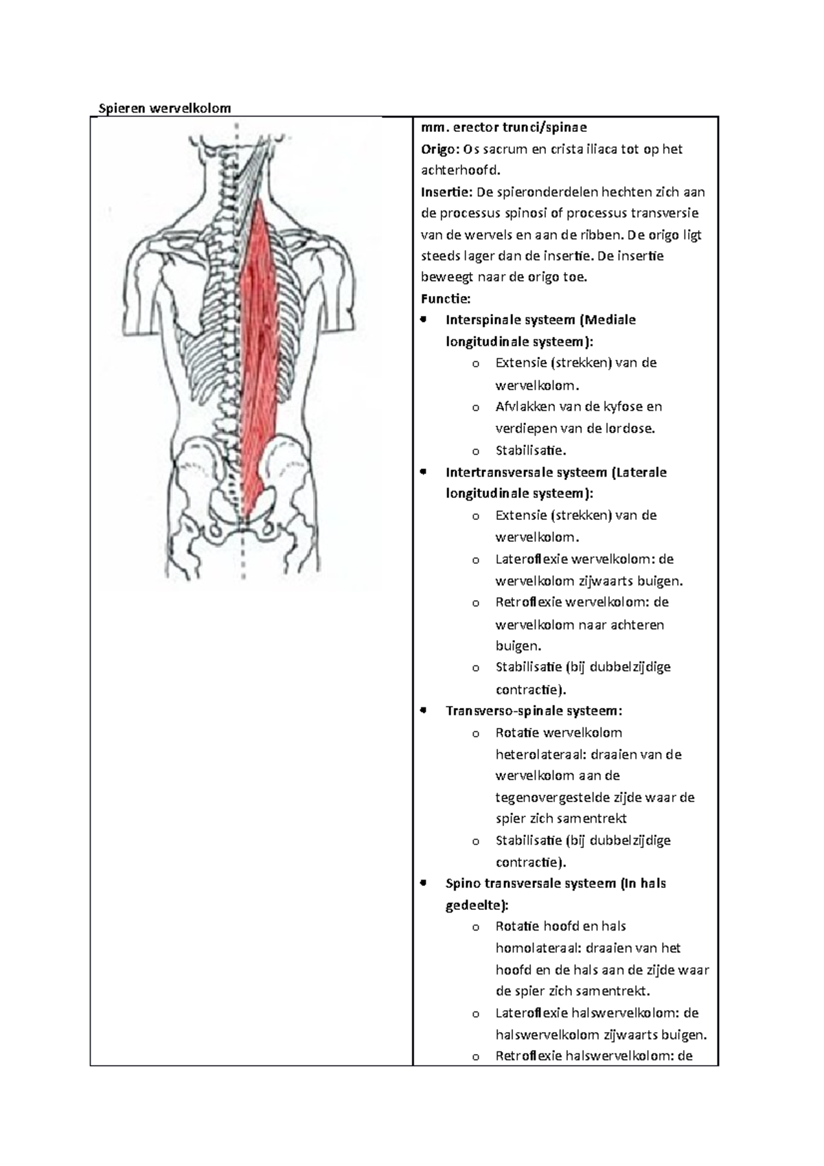 Spieren wervelkolom - erector trunci/spinae Origo: Os sacrum en crista ...
