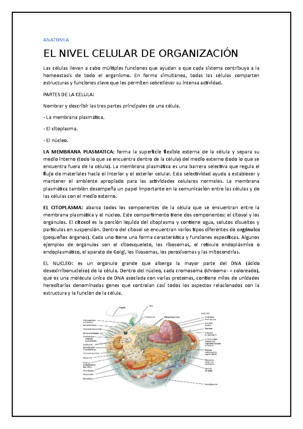 Nivel Celular DE Organisacion - ANATOMIA EL NIVEL CELULAR DE ...