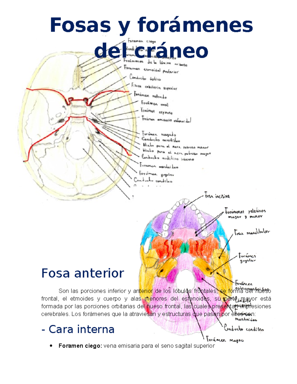 Fosas y forámenes del cráneo - Nervios y arterias que atraviesan ...