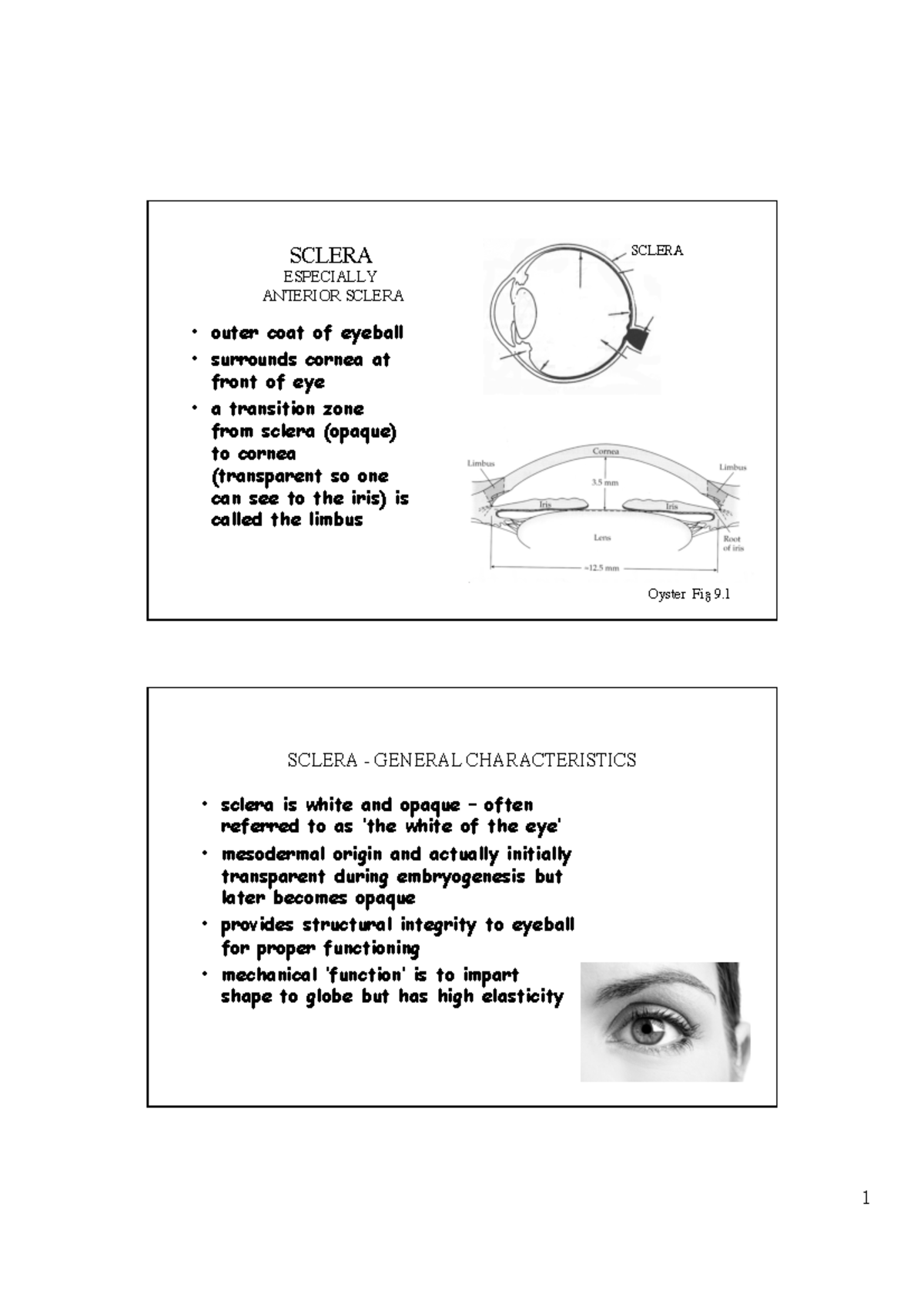 Ophthalmic Anatomy and Physiology A - The Sclera Lecture Notes - SCLERA ...