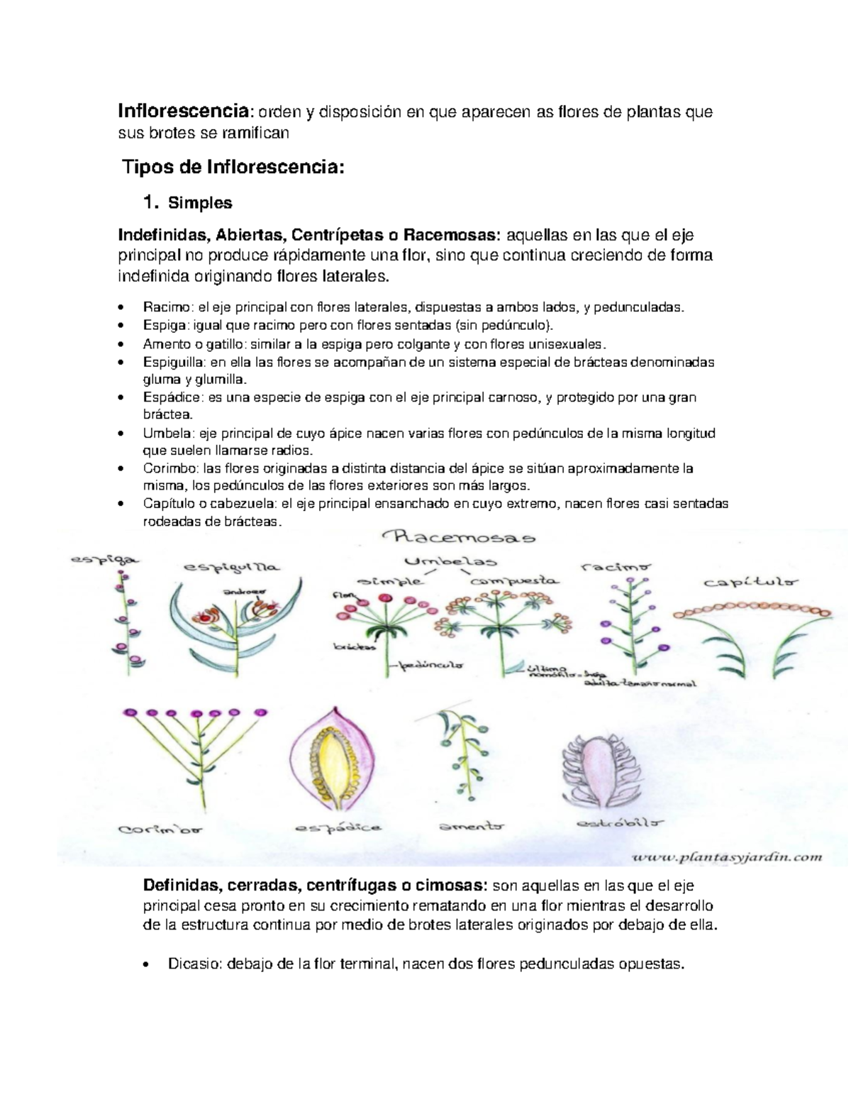 Inflorescencia en plantas, curso de botánica, UACH - Inflorescencia ...