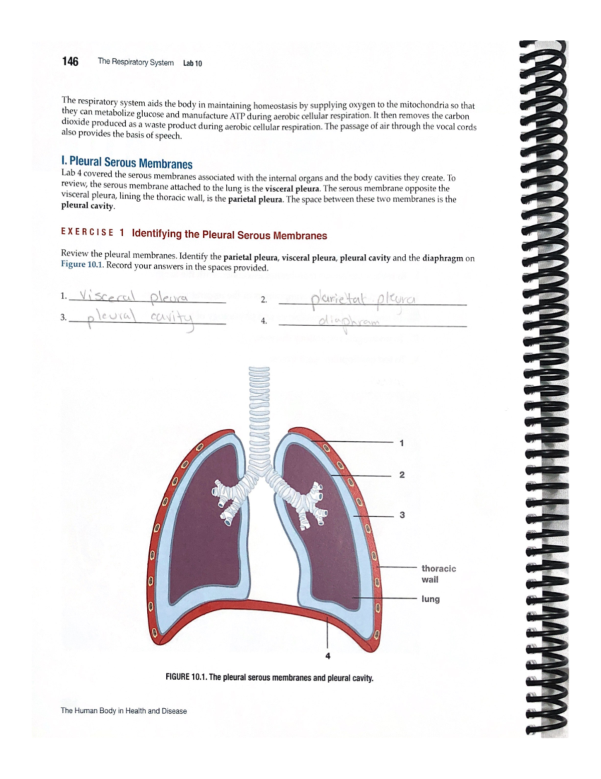 The Respiratory System Lab 10 - BIO 123 - Studocu