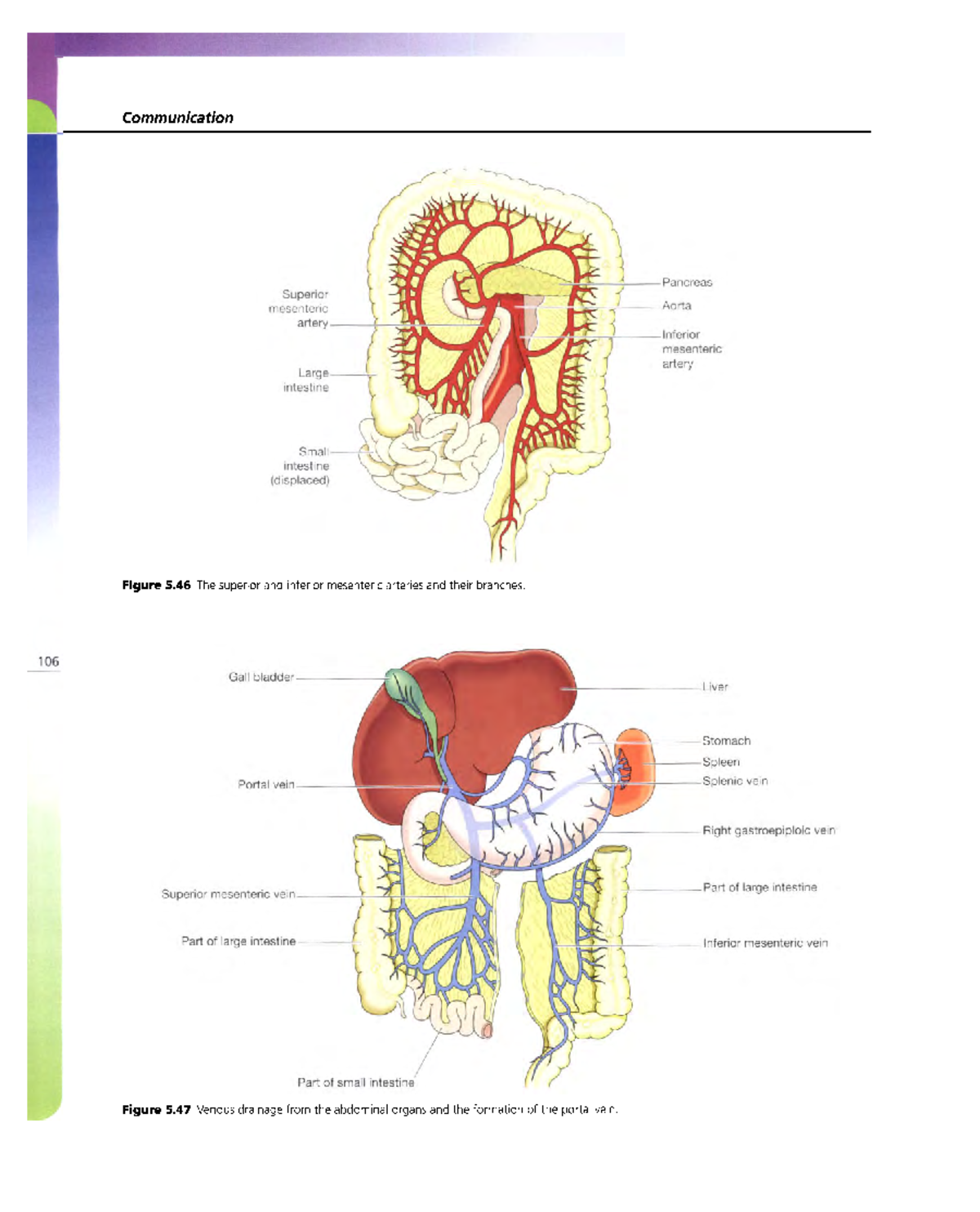 Human-Anatomy and Physiology 64 - Communication Figure 5 The superior ...