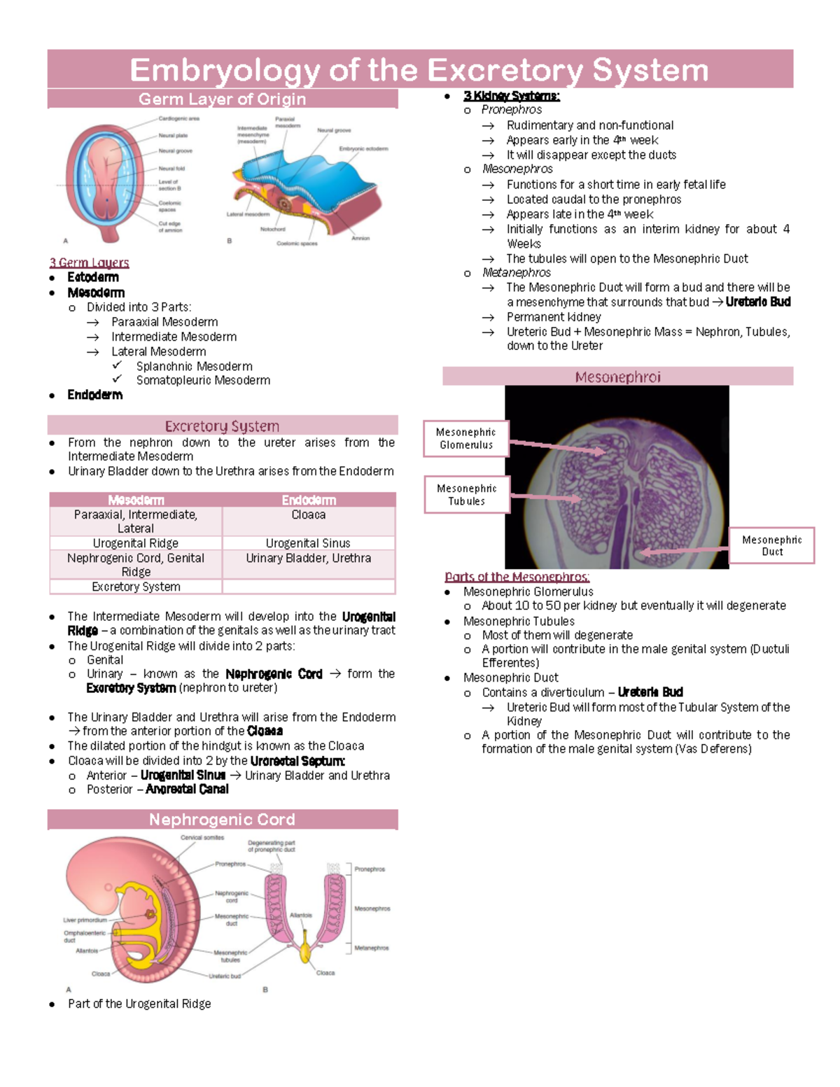 Embryology inside the system that excretes - Embryology of the ...