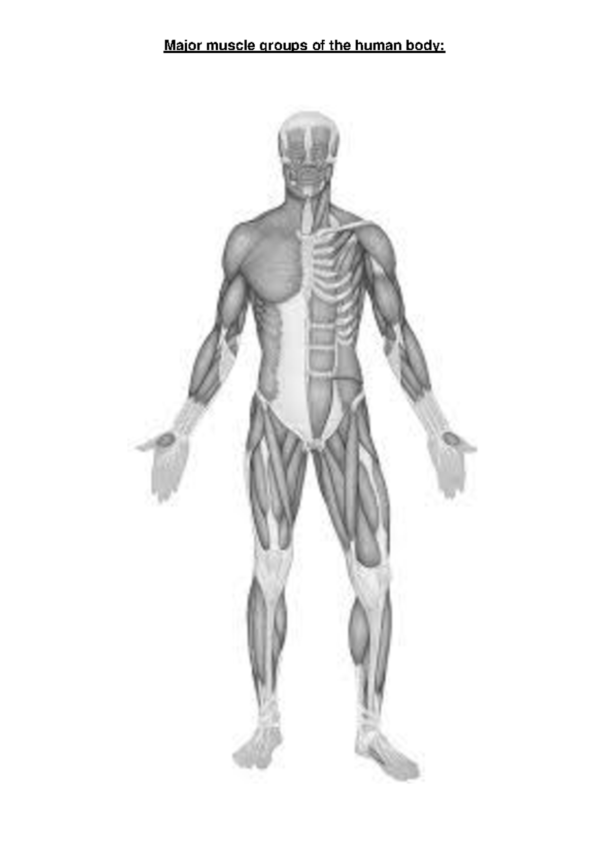 Major Muscle Groups of the human body - HUBS1404 - Studocu