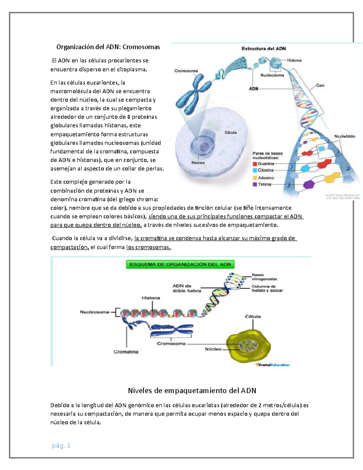 ADN REPAASO PARA EXAM. - Organización del ADN: Cromosomas El ADN en las ...
