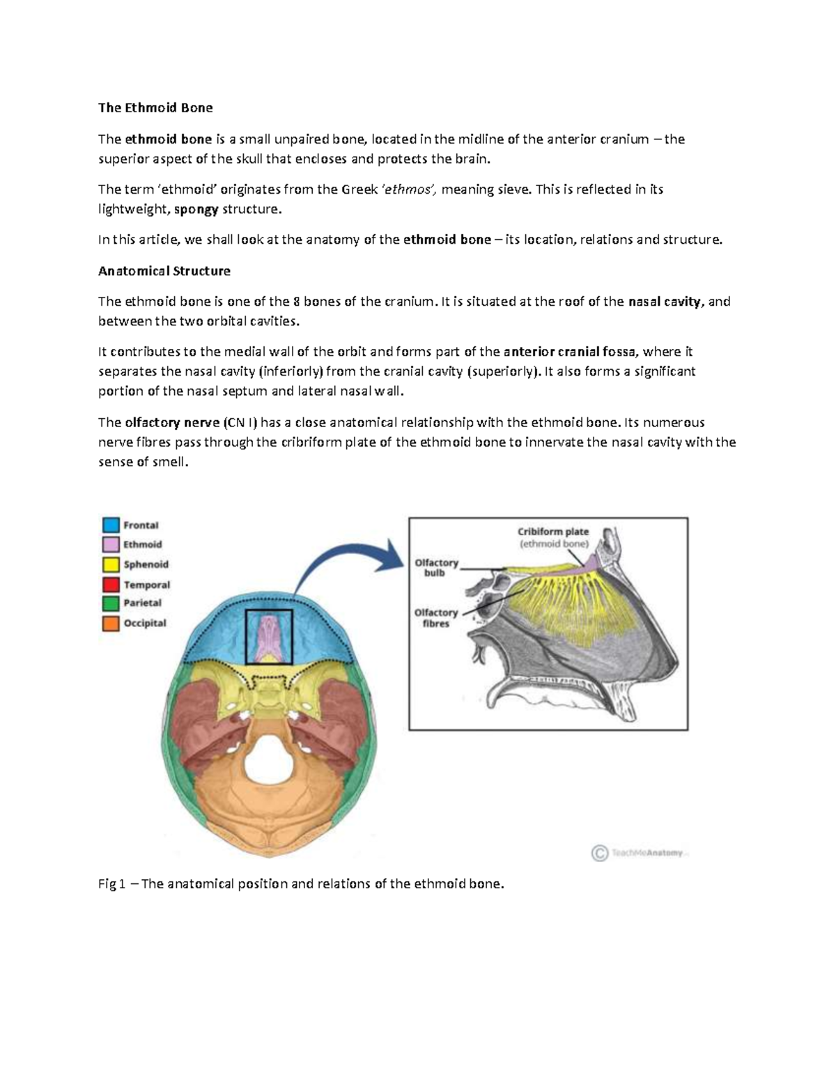 The Ethmoid Bone - Warning: TT: undefined function: 32 Warning: TT: undefined function: 32 The ...