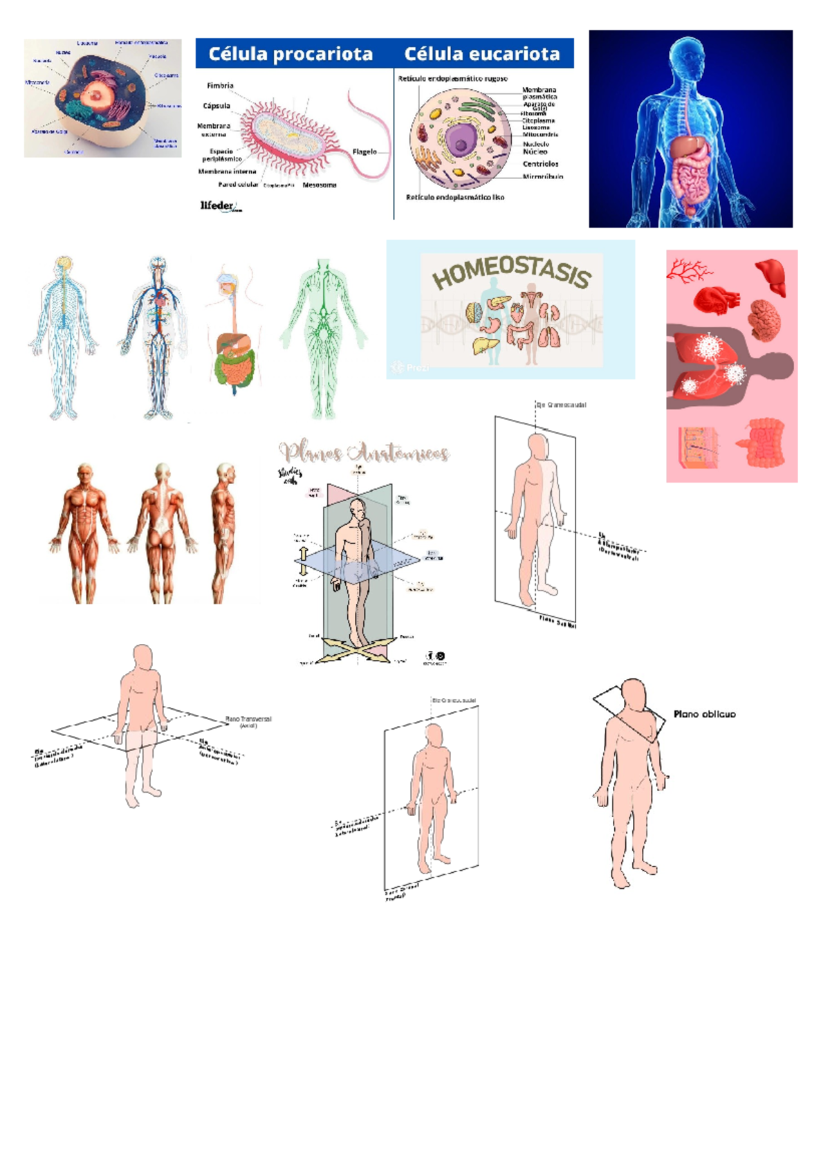 Doc11 - hola - Lisosoma Retículo endoplasmático Núcleo Célula ...